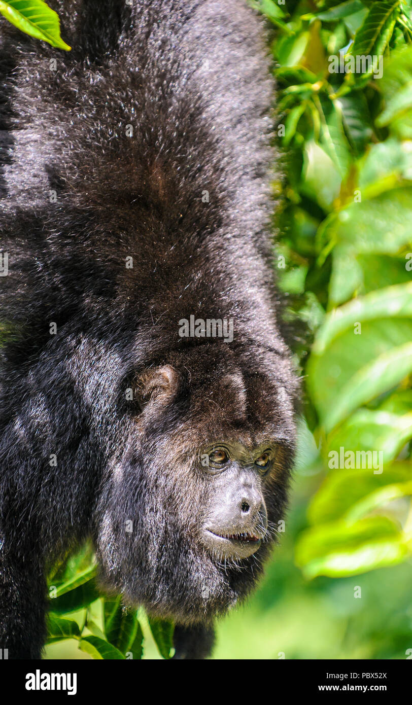 Mexican black howler monkey hi-res stock photography and images - Alamy