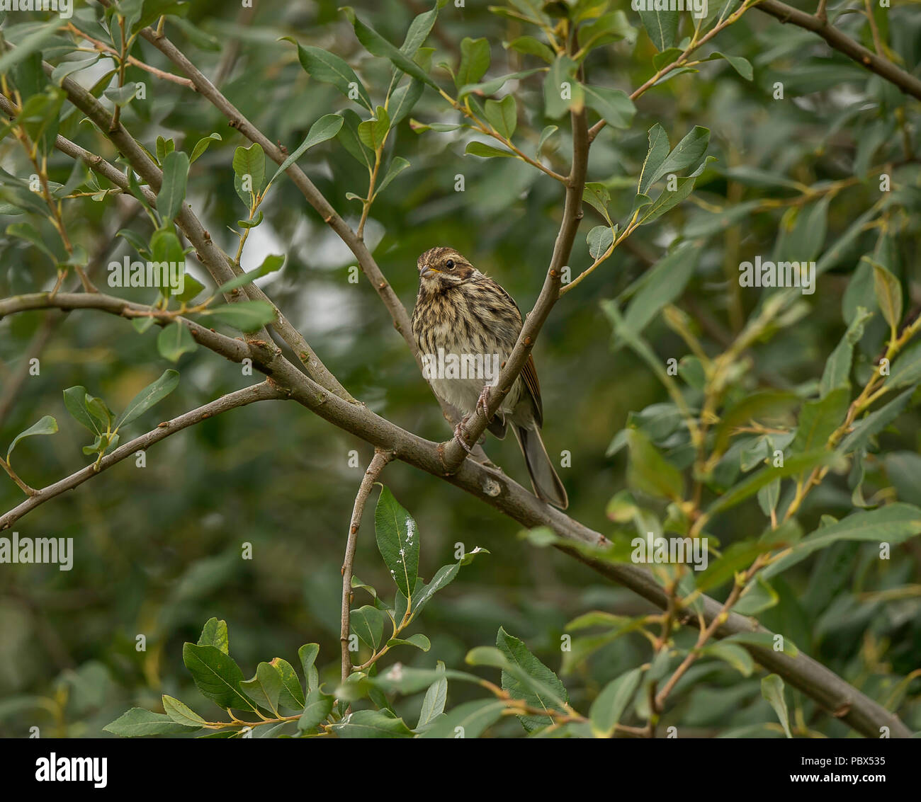 Corn bunting feeding hi-res stock photography and images - Alamy
