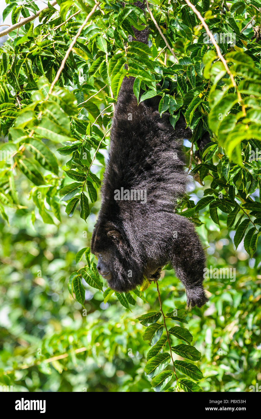Portrait of a howler monkey on the tree in Mexico Stock Photo - Alamy