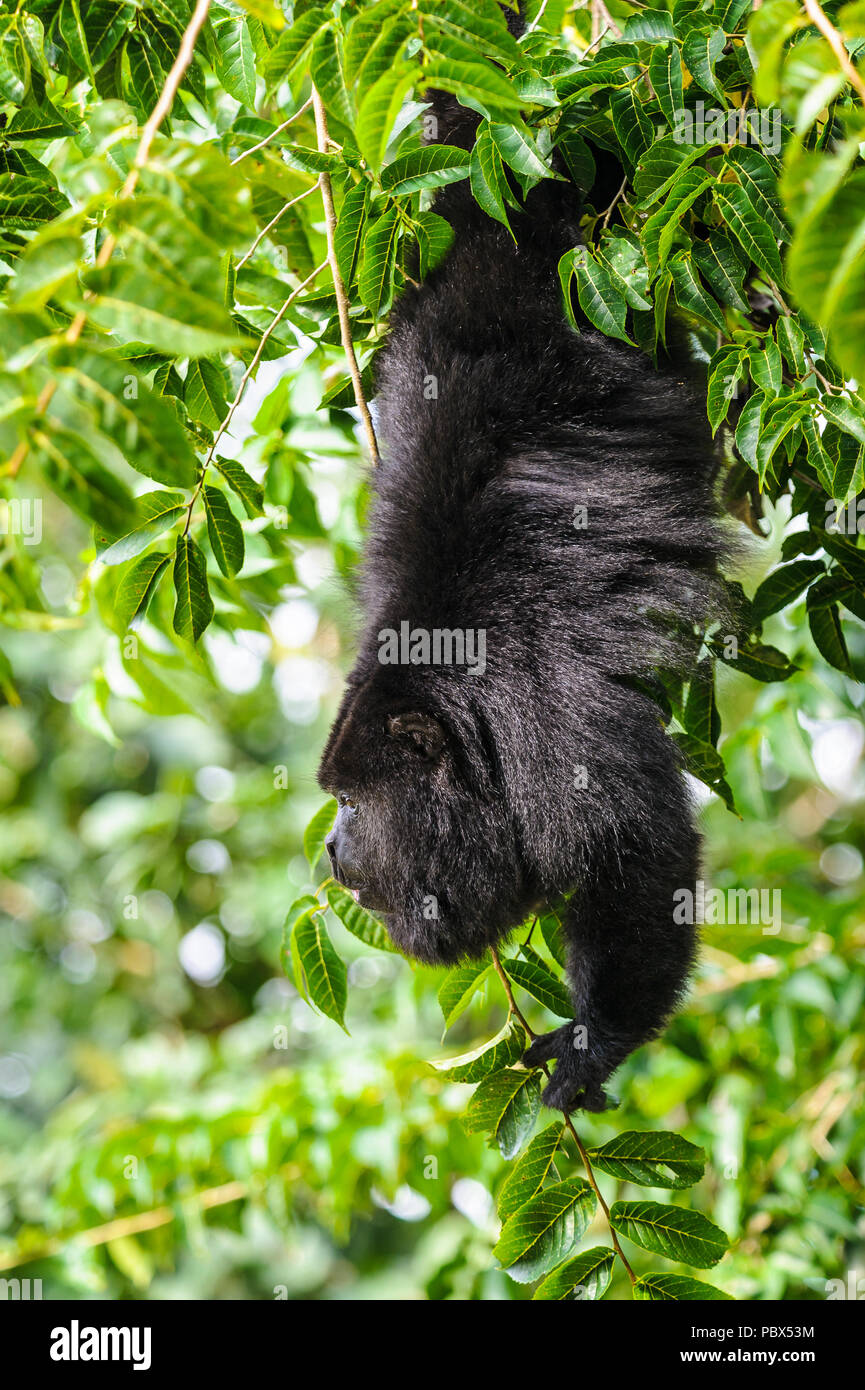Adult funny monkey jumps on the tail on the branch of the tree Stock ...