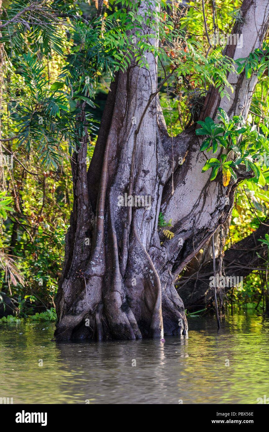 Tree over the river, Nicaraguan nature Stock Photo - Alamy