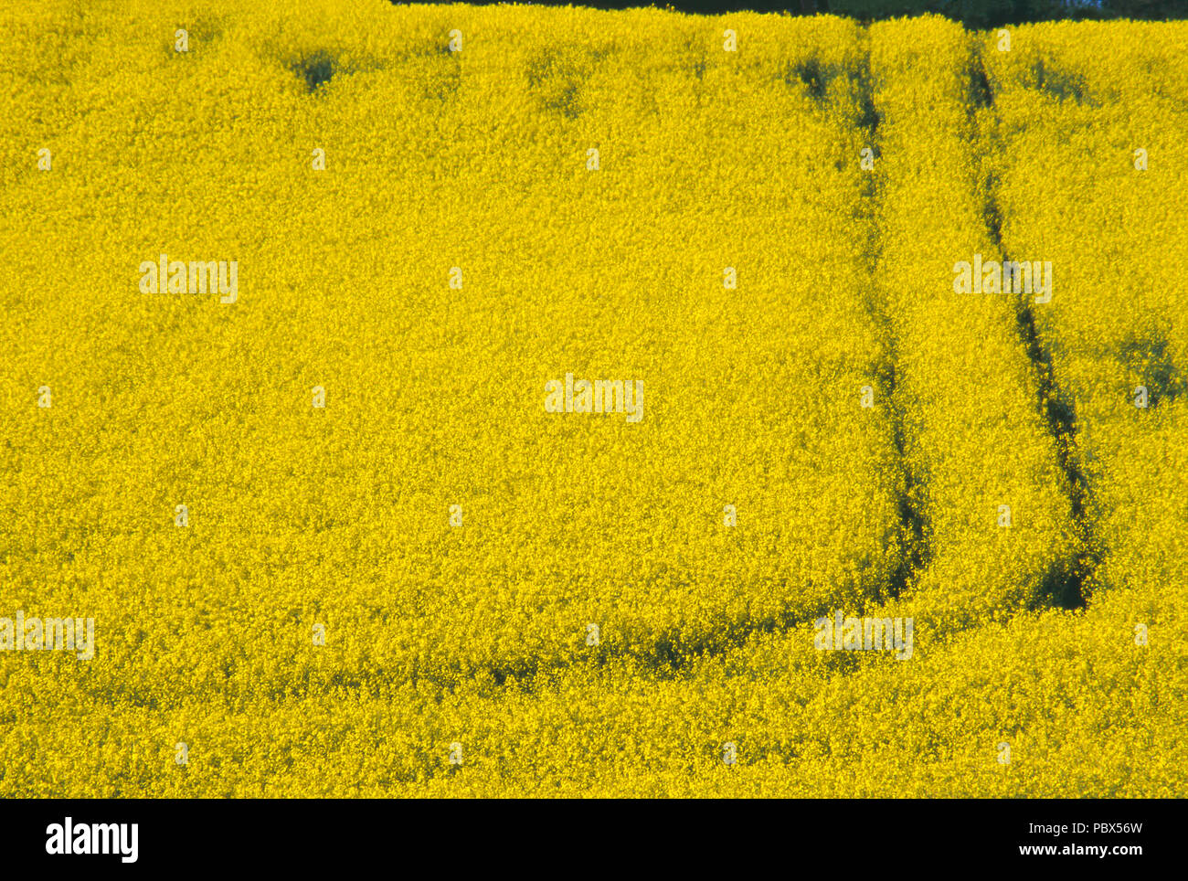 Tractor marks through mustard field, Scottish lowlands. Photograph ...