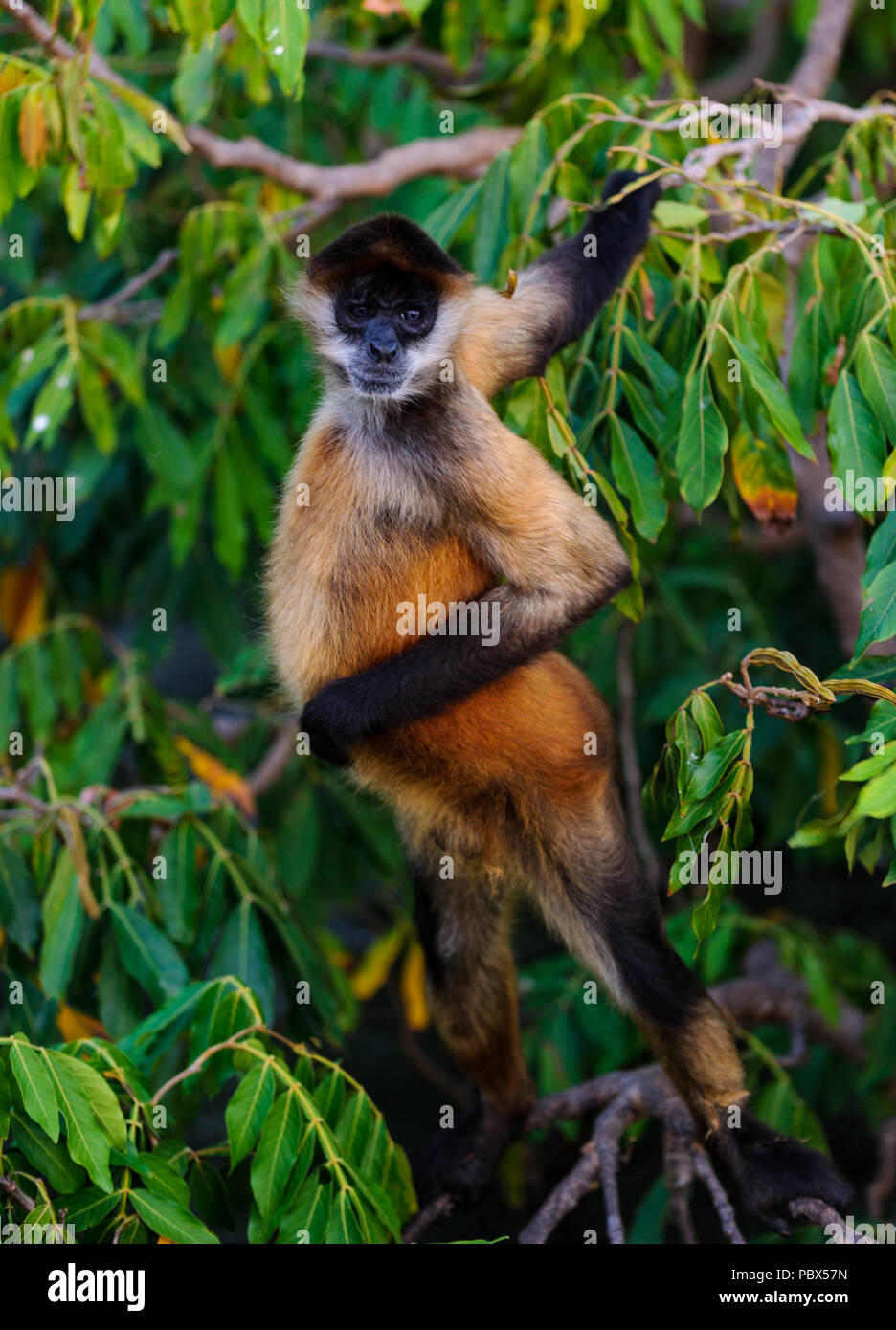 Geoffroy's spider monkey Stock Photo - Alamy