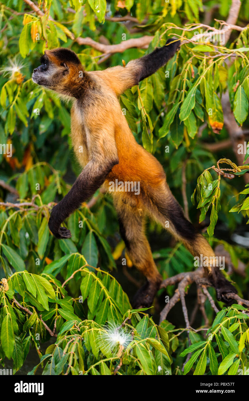 Geoffroy's spider monkey Stock Photo - Alamy