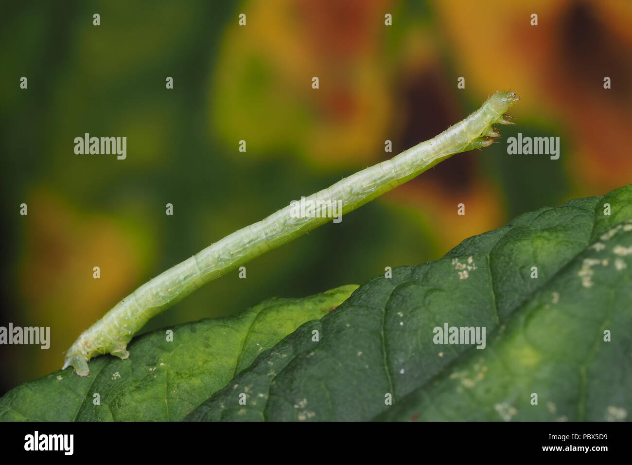 Caterpillar from the Geometridae family of moths, on sycamore leaf ...