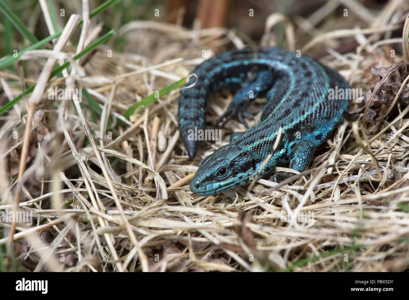Extremely rare blue colour morph Common Lizard (Zootoca vivipara Stock ...