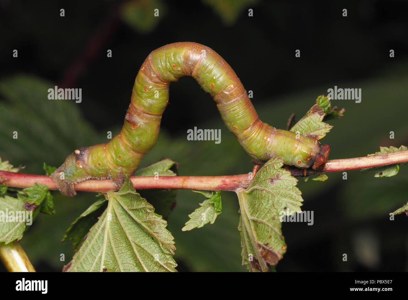 Peppered moth caterpillar hi-res stock photography and images - Alamy