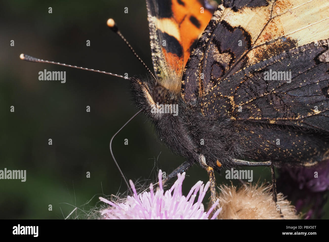 Small Tortoiseshell butterfly (Aglais urticae) close up view of head ...