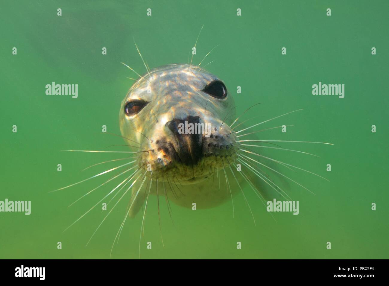 Atlantic grey seals underwater hi-res stock photography and images - Alamy