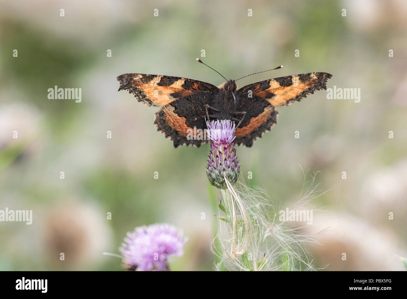 Insect butterfly tortoiseshell hi-res stock photography and images - Alamy
