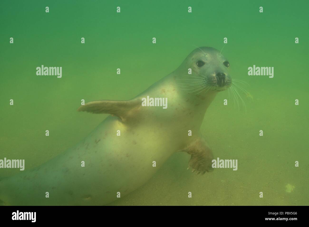 Atlantic grey seals underwater hi-res stock photography and images - Alamy