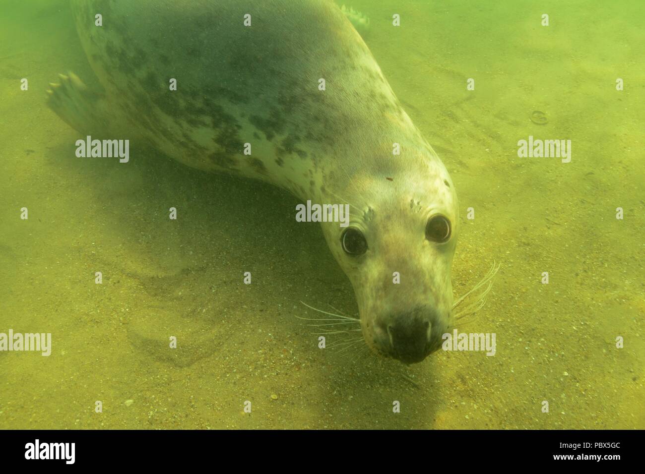 Atlantic grey seals underwater hi-res stock photography and images - Alamy