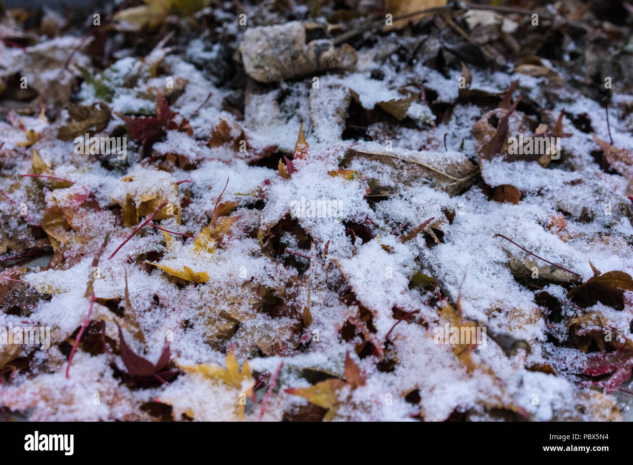leaves of japanese maple tree covered in snow on ground Stock Photo - Alamy