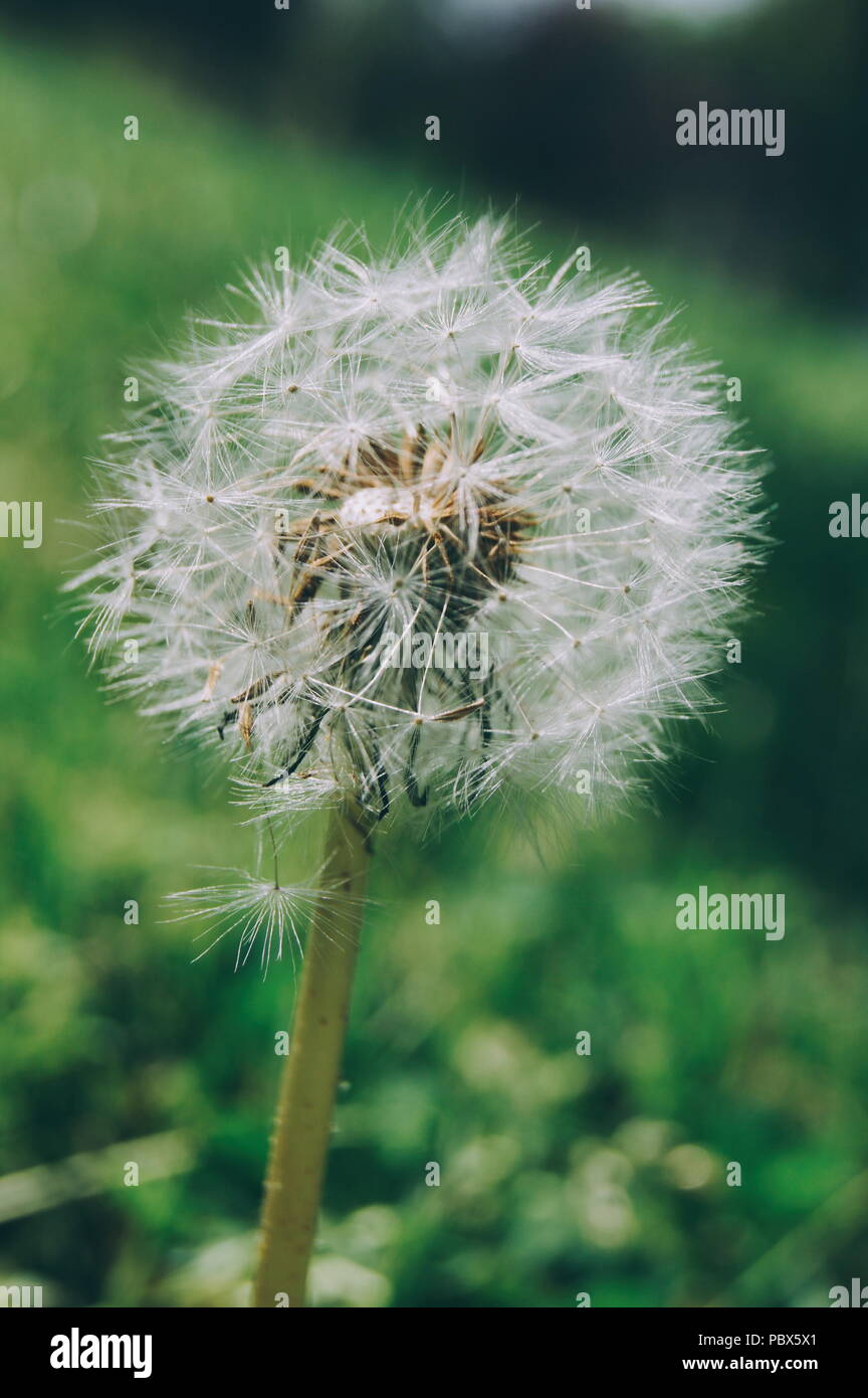 Pollen plant hi-res stock photography and images - Alamy