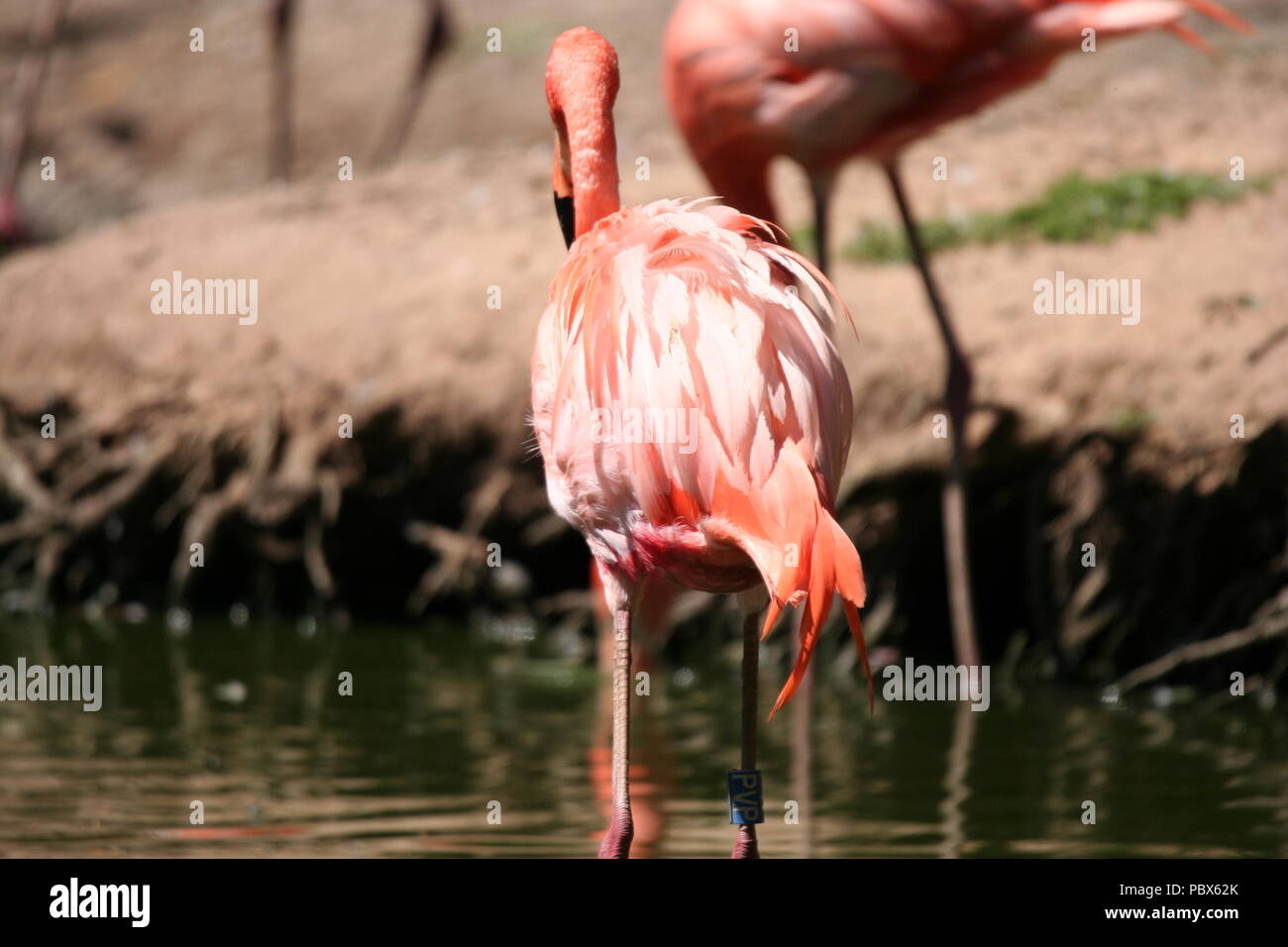 pink flamingo, flamingos filter feeding in a large family group, on a ...