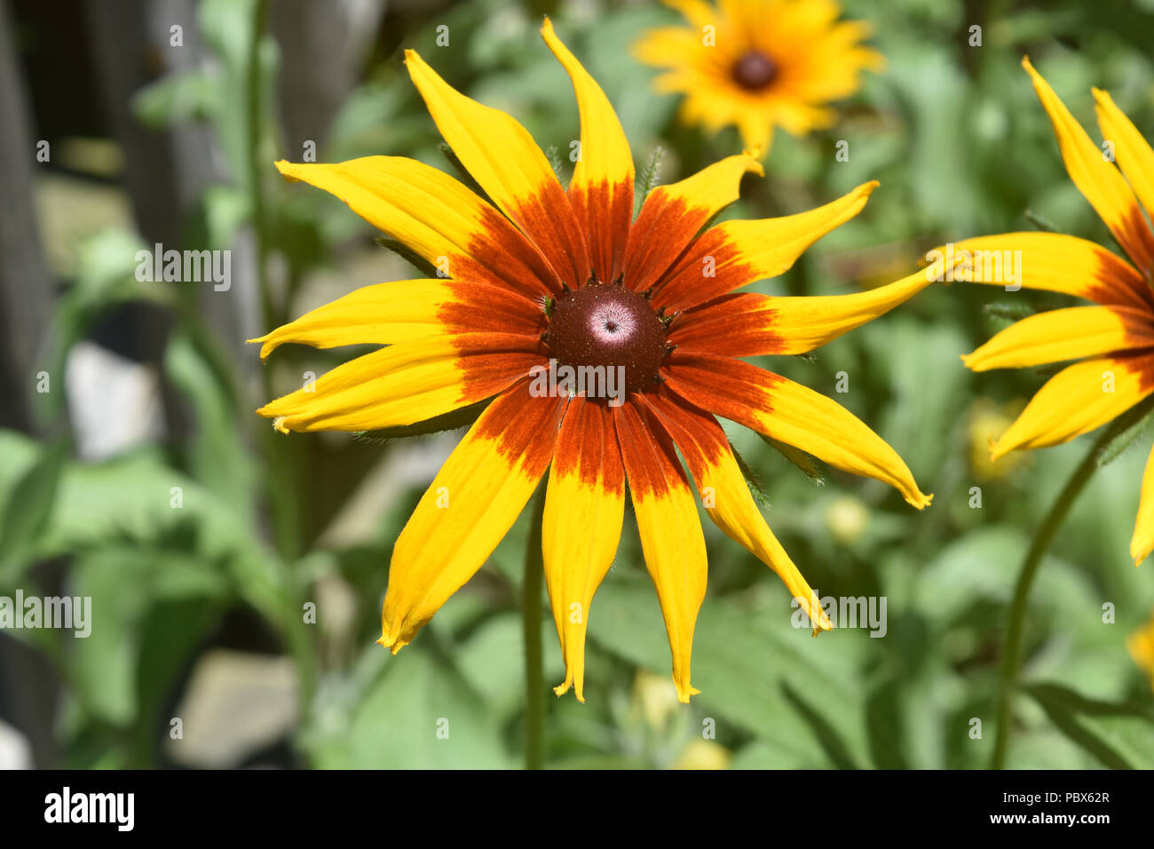 Elegant Looking Black Eyed Susan With Beautiful Colors Stock Photo - Alamy