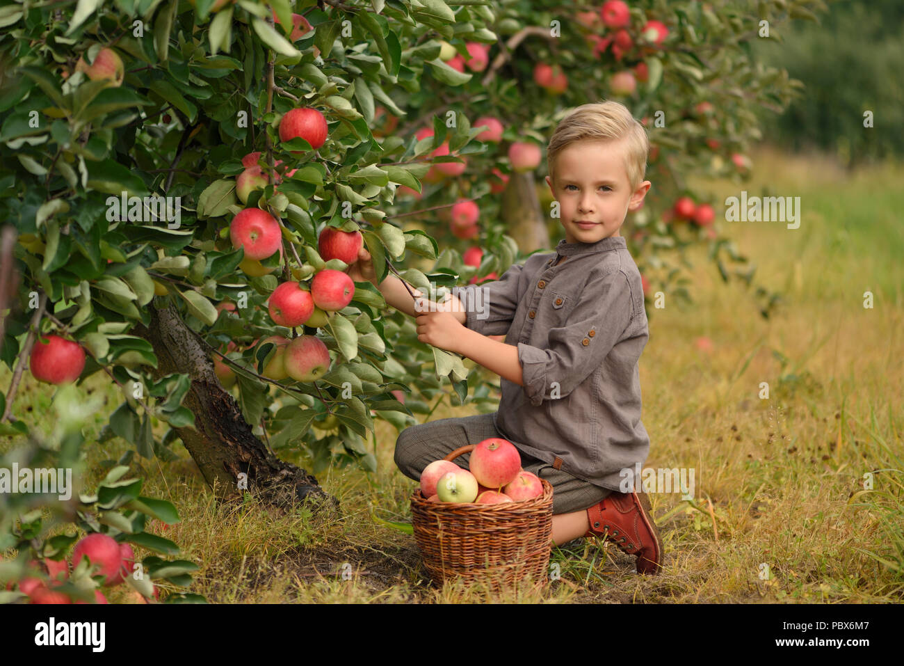 Farmer picking apples in orchard hi-res stock photography and images ...