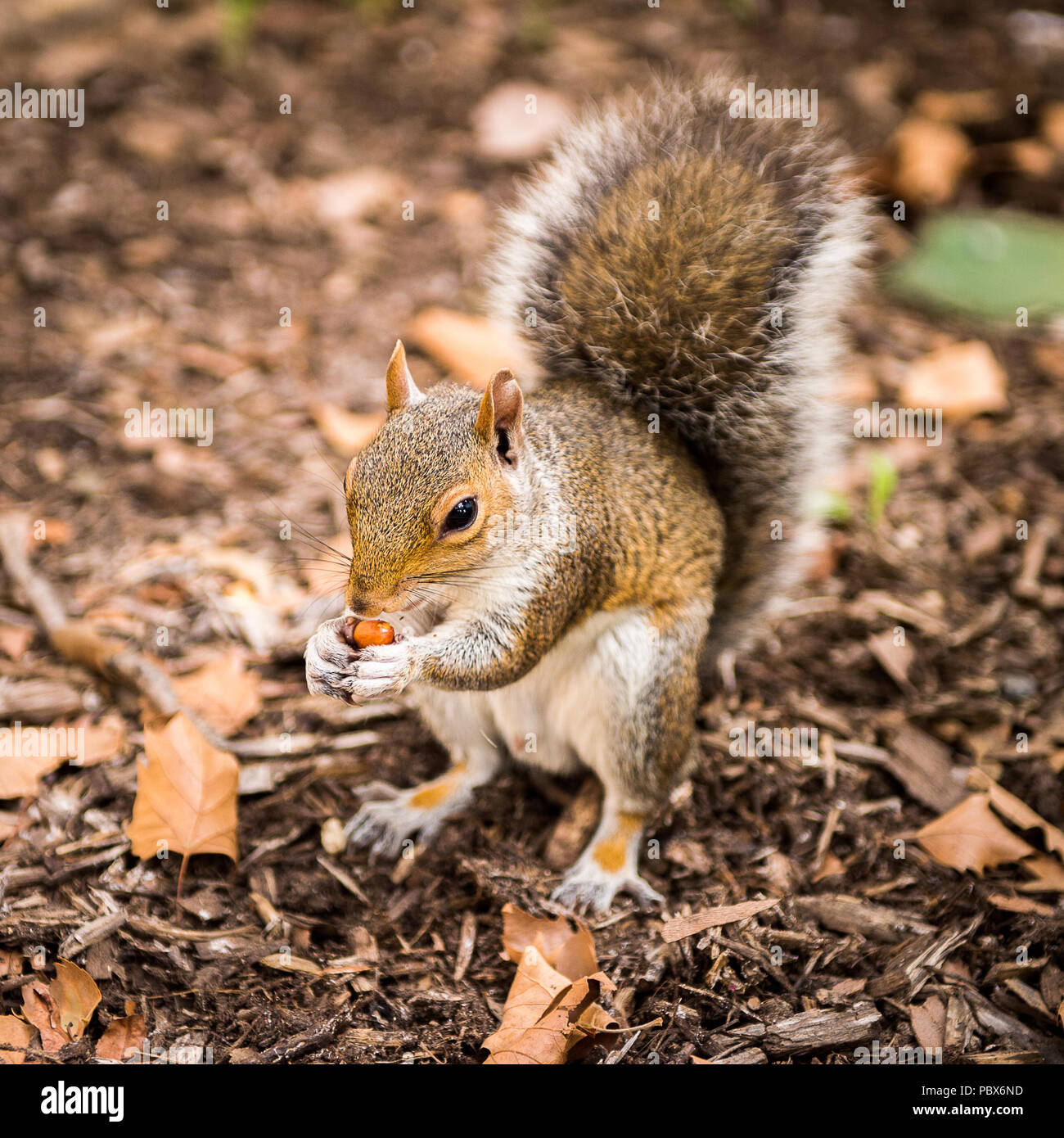 Squirrel eats a hazel nut in New York, USA Stock Photo - Alamy