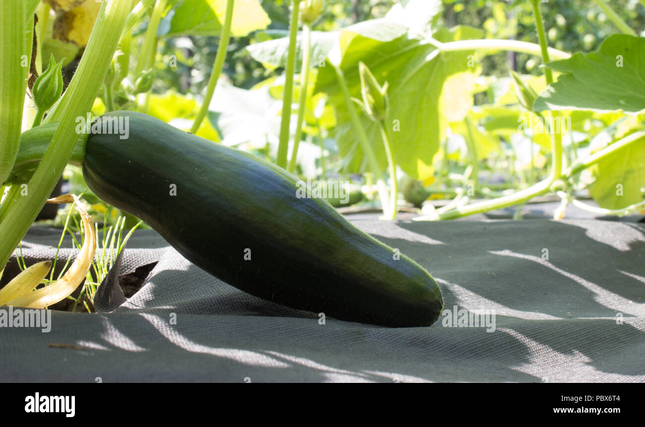 Zucchini courgette grown in the garden. In the bacground are leaves in ...