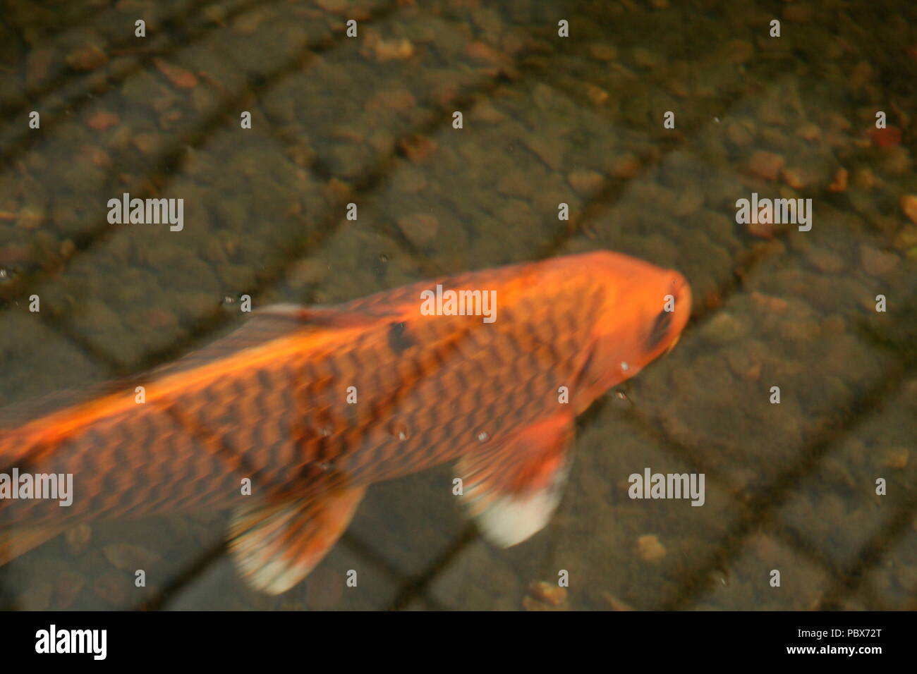 Beautiful coloured koi carp,swimming in shoal, within Roath park ...