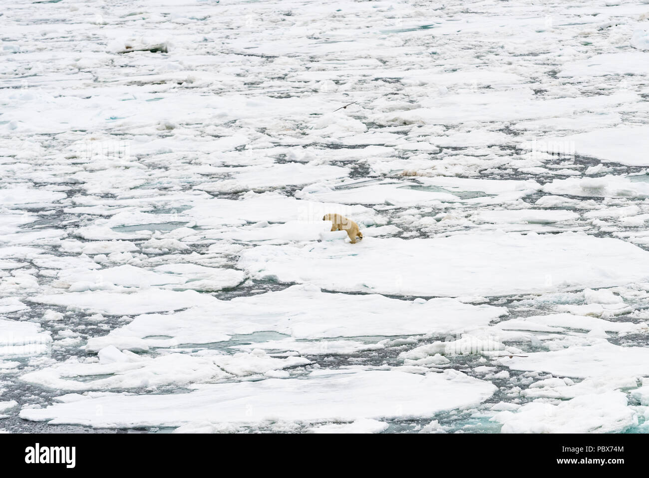 Polar bear (Ursus maritimus) moving across broken sea ice, showing the ...