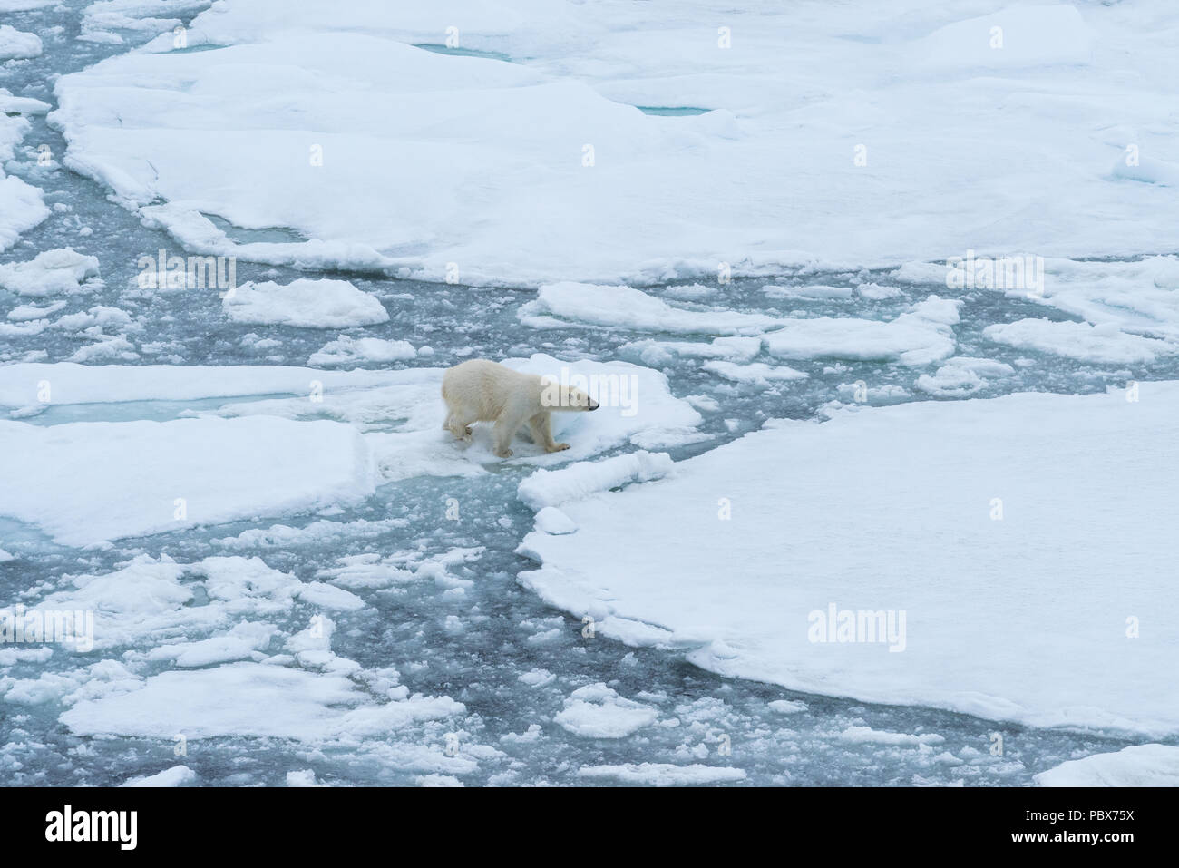 Polar bear (Ursus maritimus) moving across broken sea ice, showing the ...