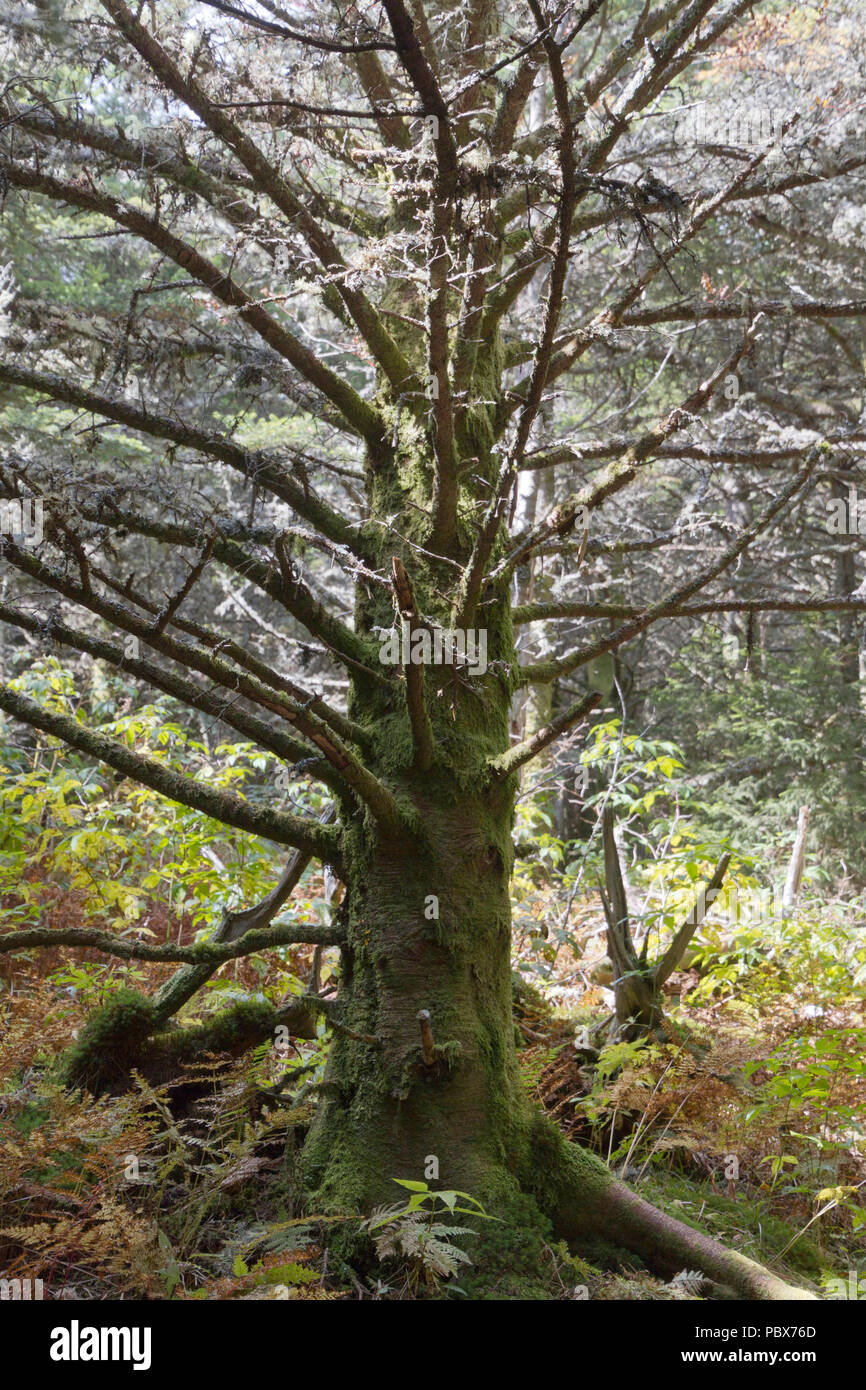 High elevation tree hi-res stock photography and images - Alamy