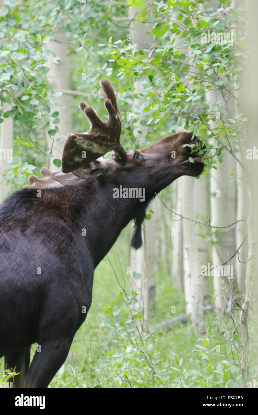 Northern utah wildlife hi-res stock photography and images - Alamy