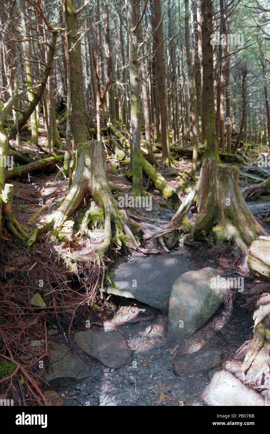 Elevation ecosystem hi-res stock photography and images - Alamy