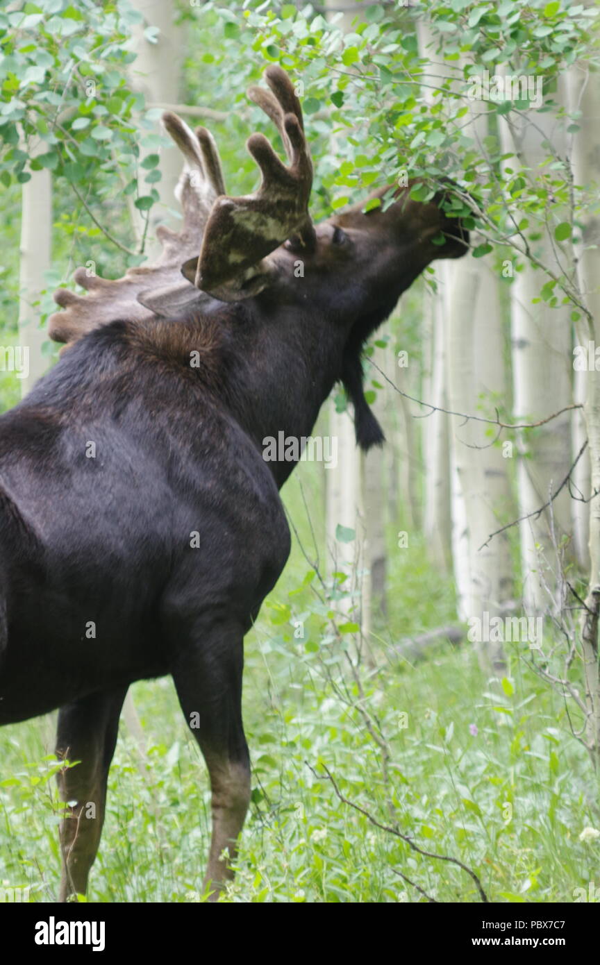 One Bull Moose feeds in northern Utah Stock Photo - Alamy