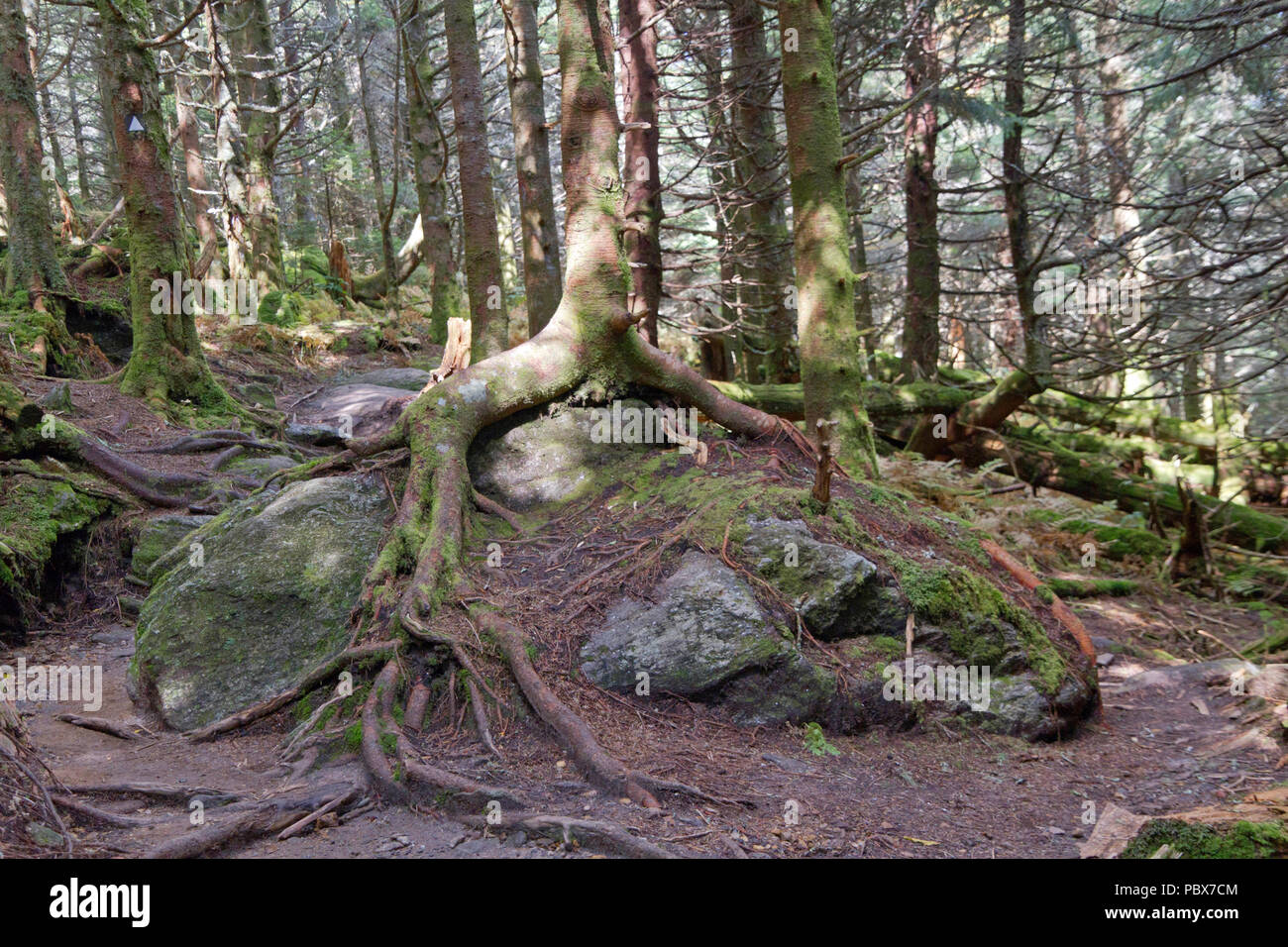 Elevation ecosystem hi-res stock photography and images - Alamy