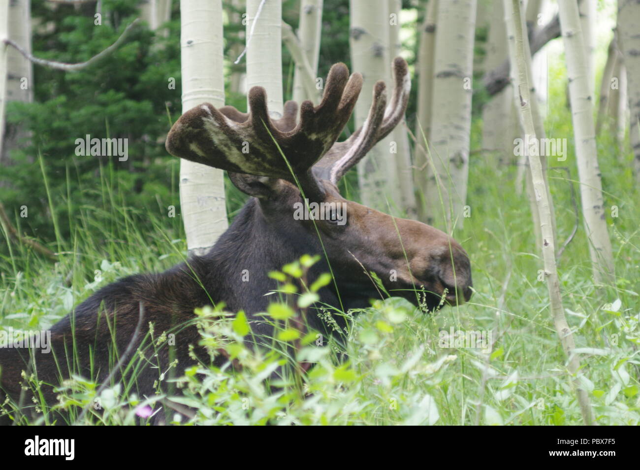 Happy moose hi-res stock photography and images - Alamy