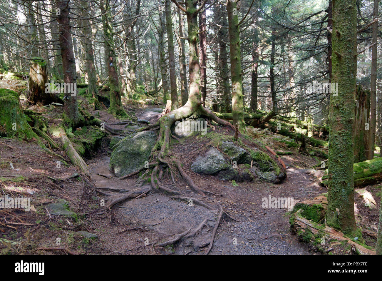 Elevation ecosystem hi-res stock photography and images - Alamy