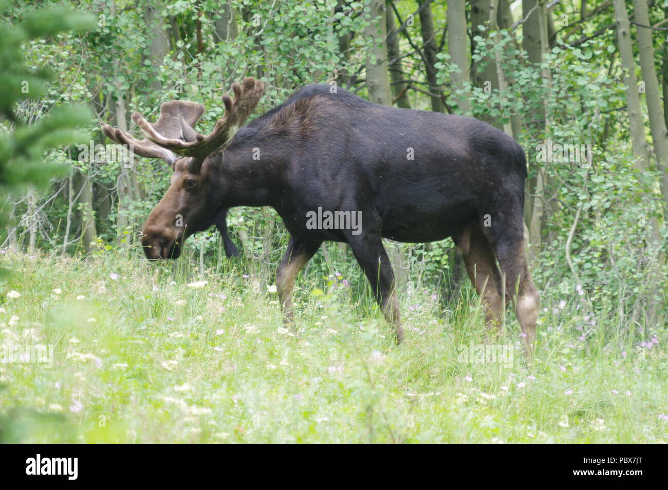 One Bull Moose feeds in northern Utah Stock Photo - Alamy