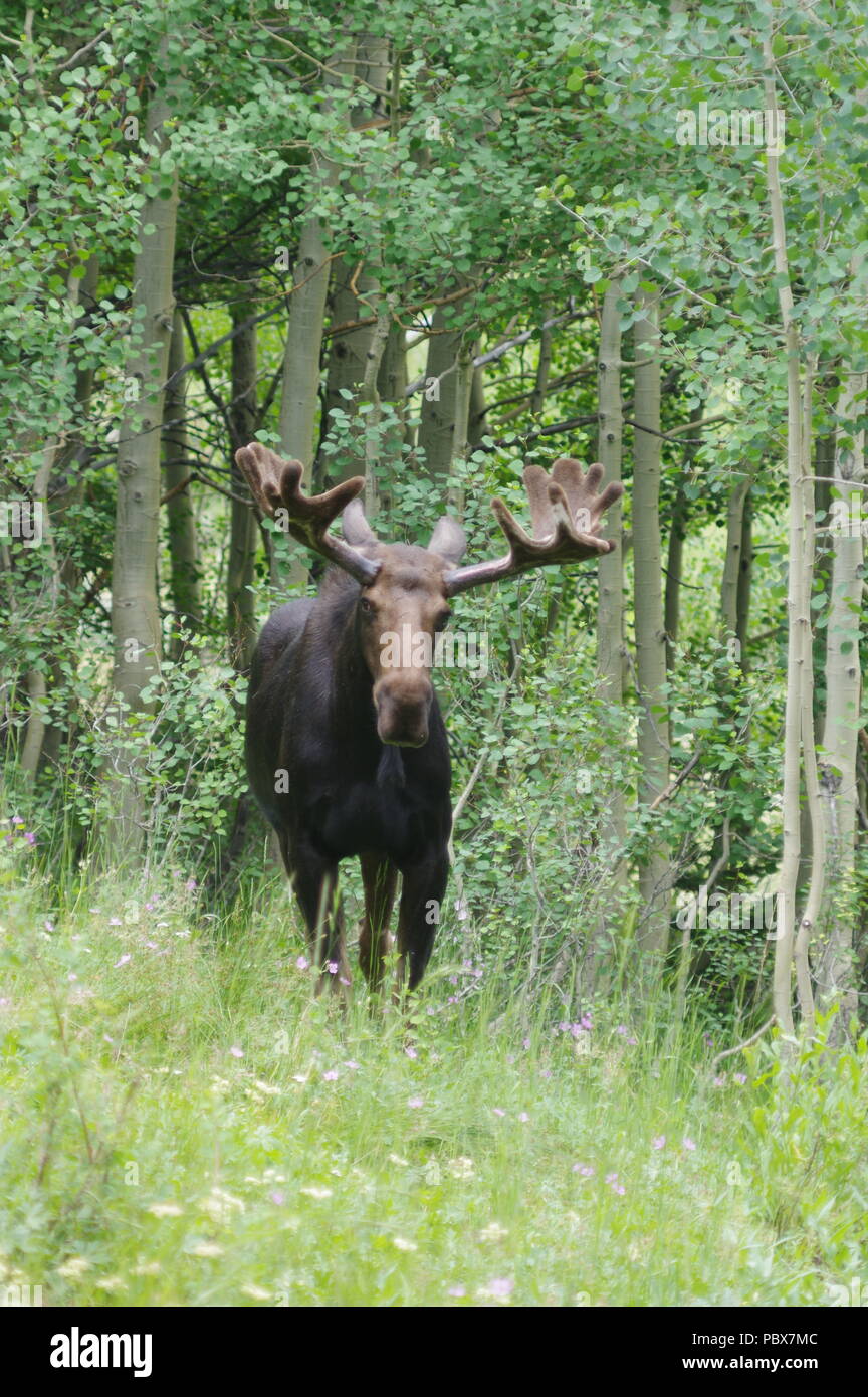 One Bull Moose feeds in northern Utah Stock Photo - Alamy