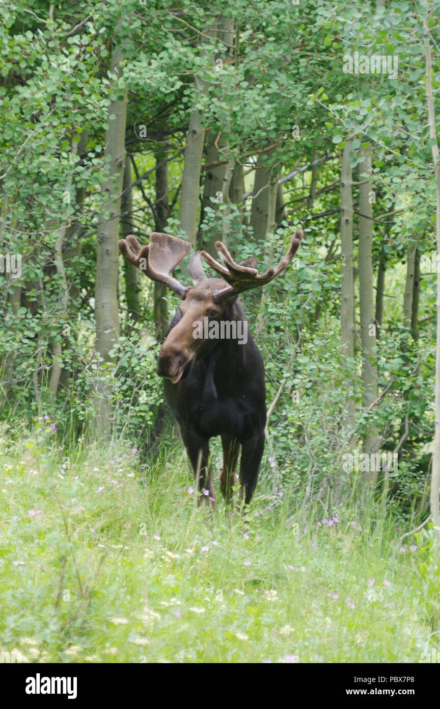 One Bull Moose feeds in northern Utah Stock Photo - Alamy