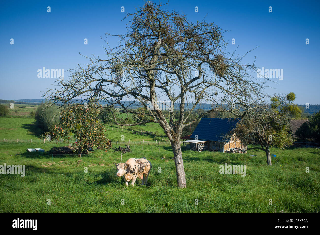 An apple orchard near Honfleur, Normandy, France Stock Photo - Alamy
