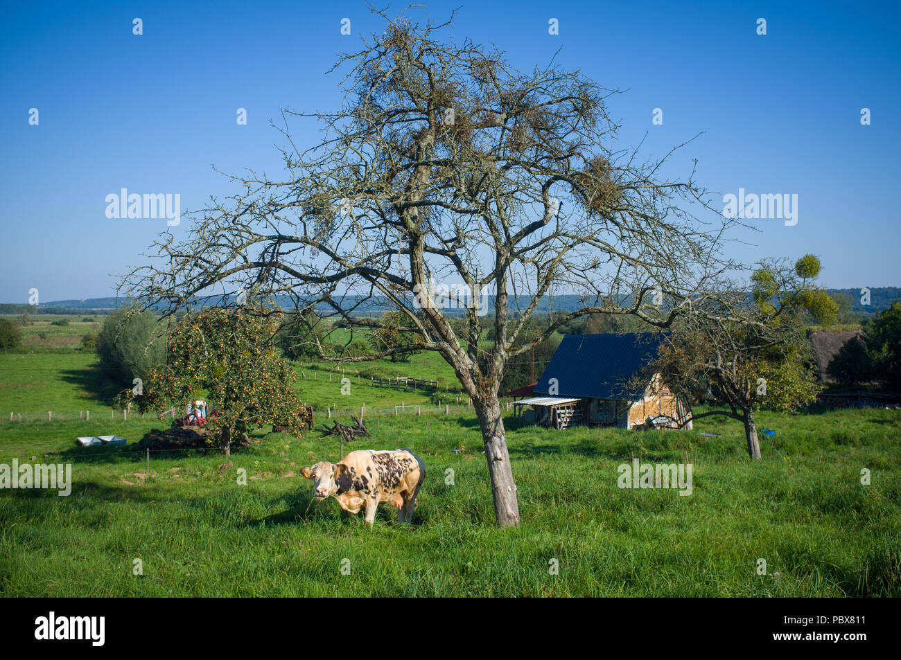 Apple orchard normandy hi-res stock photography and images - Alamy
