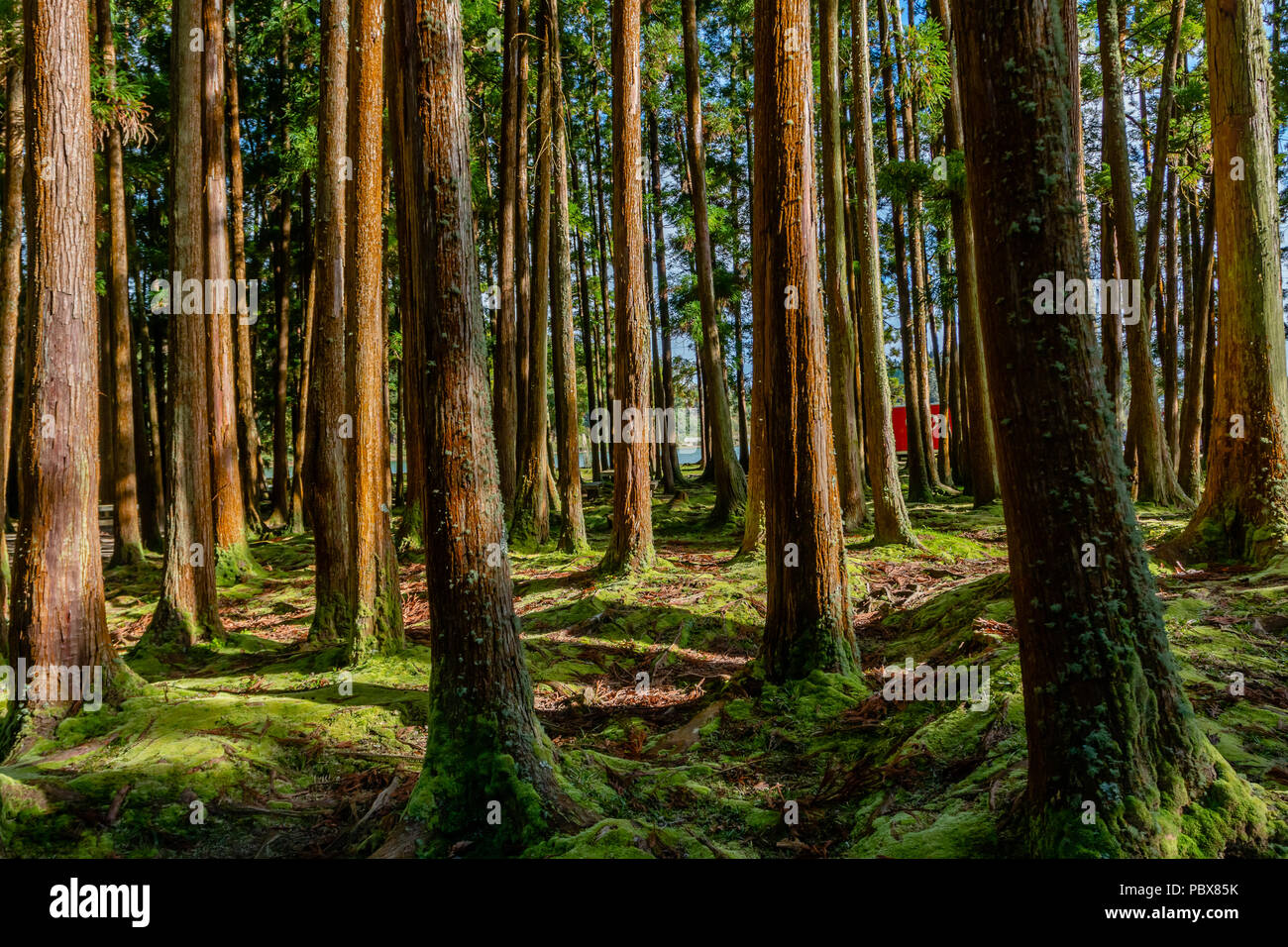 In The Jungle around Furnas on Sao Miguel at the Azores, Portugal Stock ...