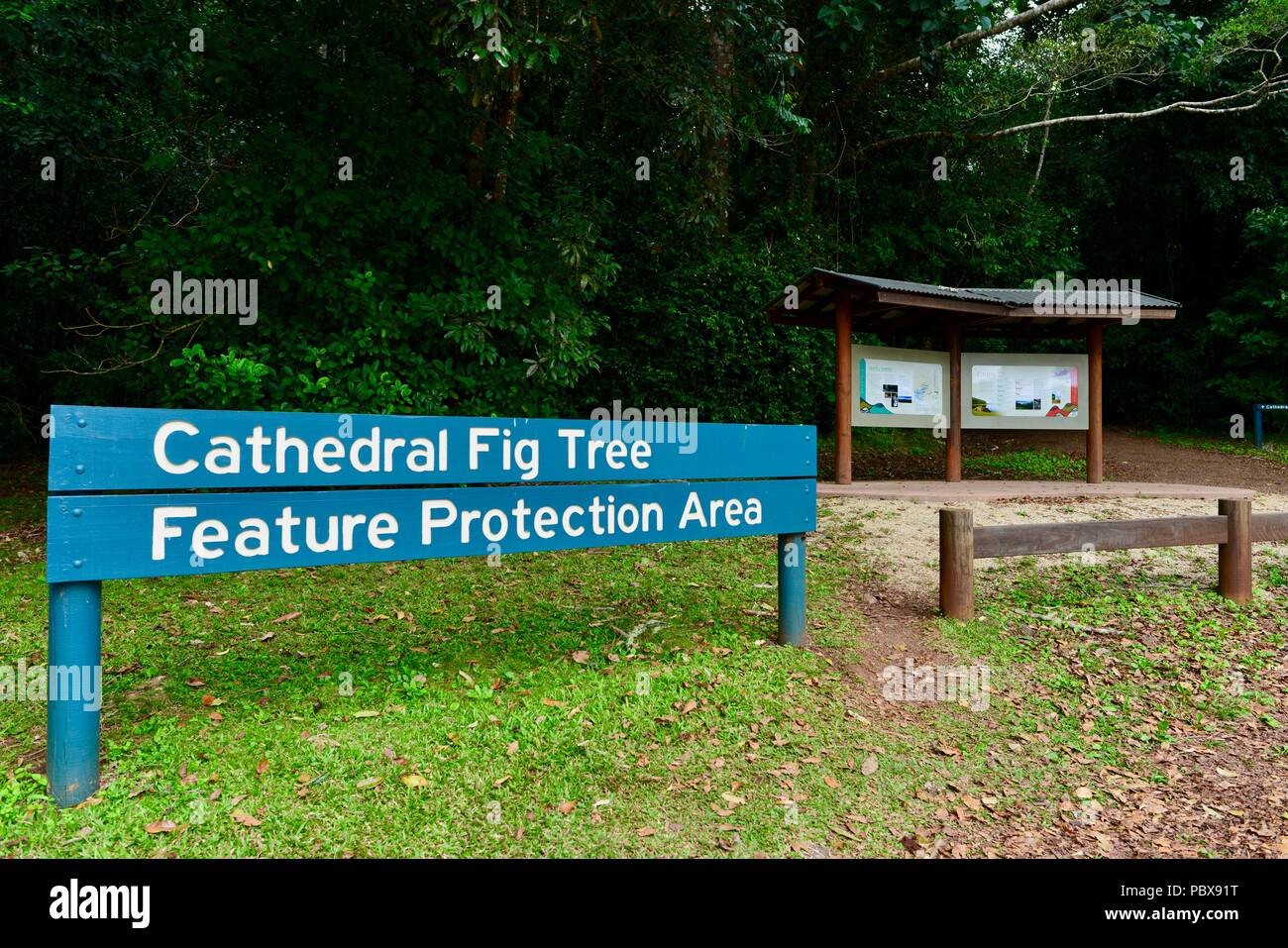 Information signs on the The Cathedral Fig Tree Ficus virens, A huge ...