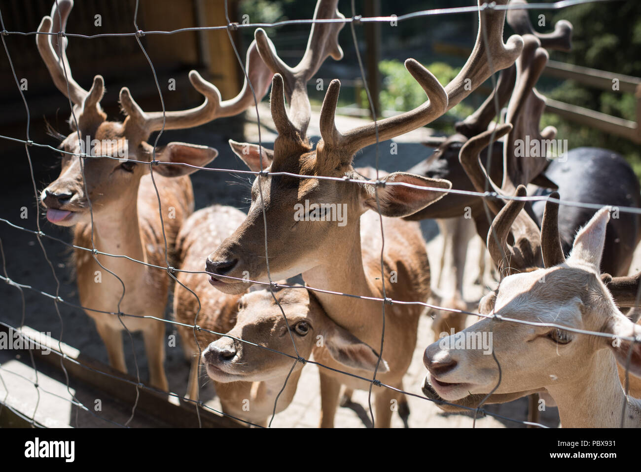 deer in the enclosure Stock Photo - Alamy