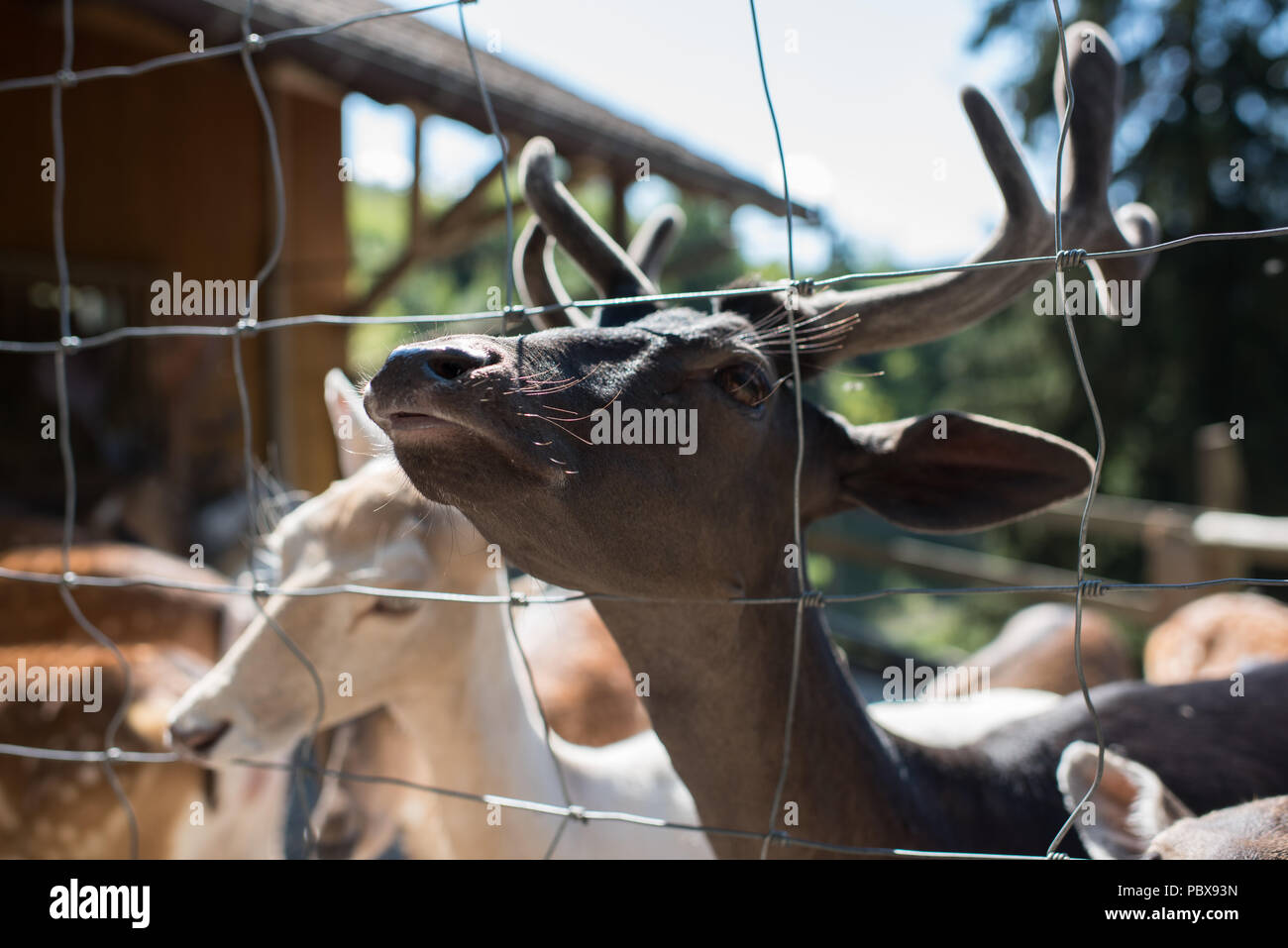 deer in the enclosure Stock Photo - Alamy