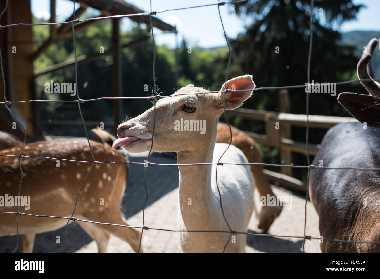 deer in the enclosure Stock Photo - Alamy