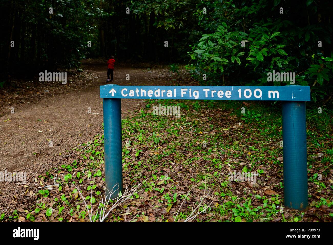The cathedral fig tree sign hi-res stock photography and images - Alamy