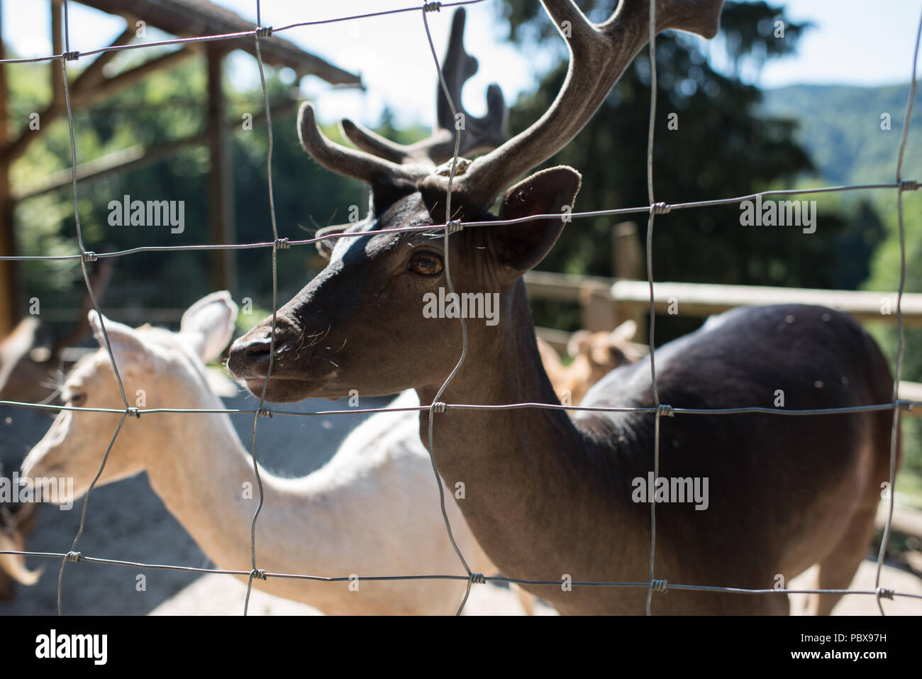 deer in the enclosure Stock Photo - Alamy