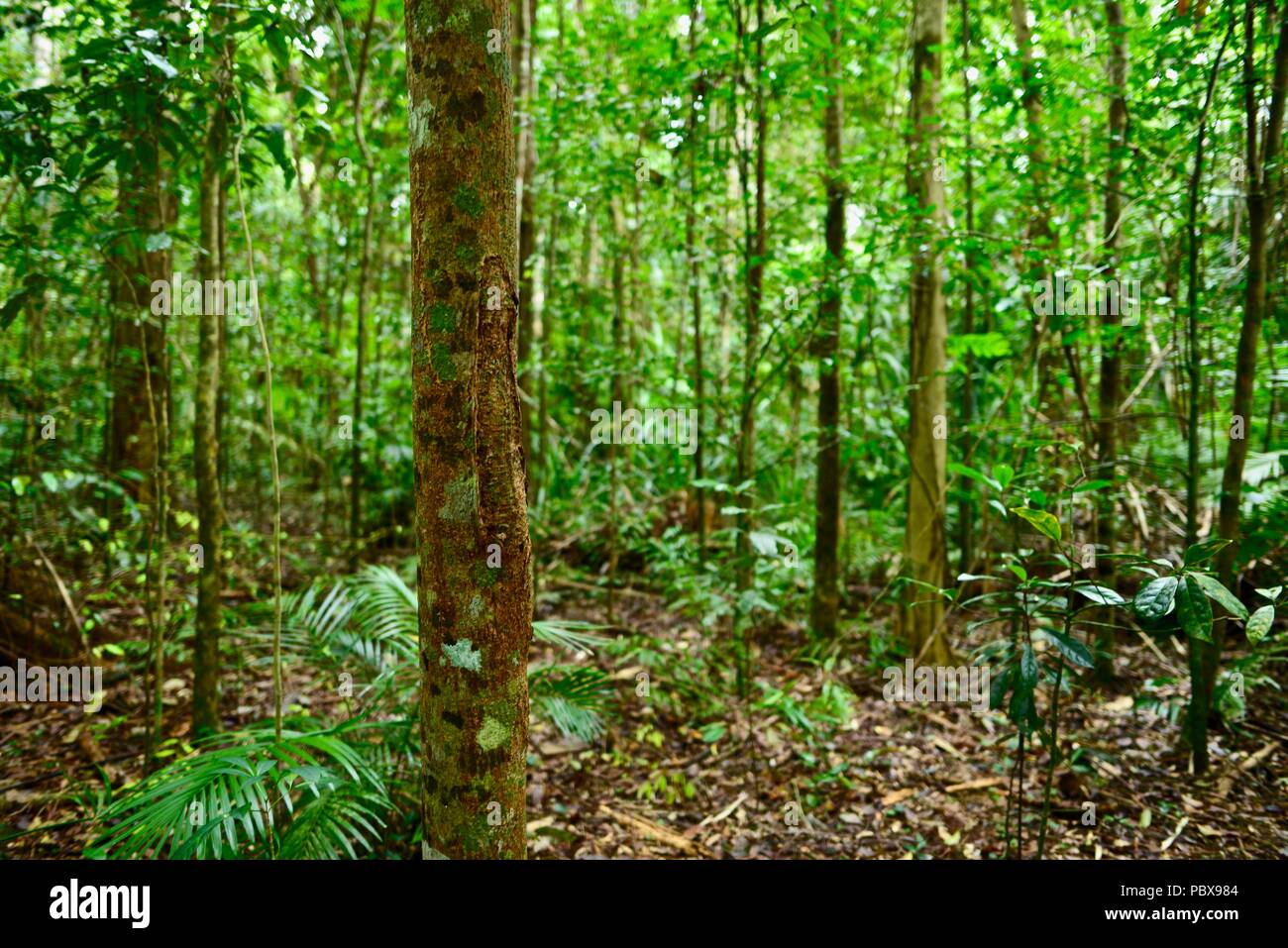 The rainforest around the cathedral fig tree hi-res stock photography ...