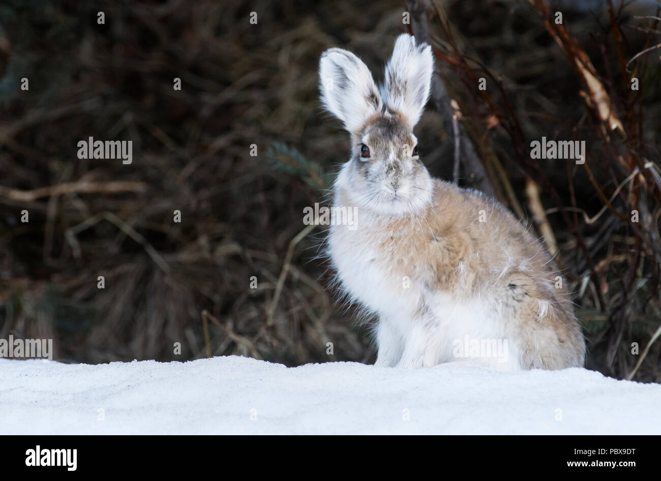 Spring hare hi-res stock photography and images - Alamy