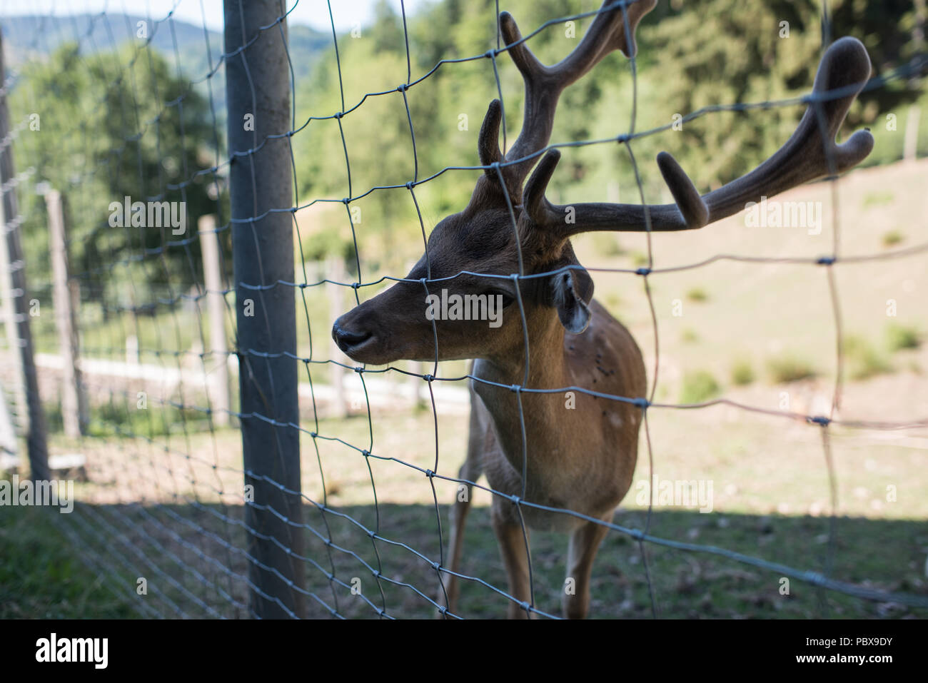 deer in the enclosure Stock Photo - Alamy