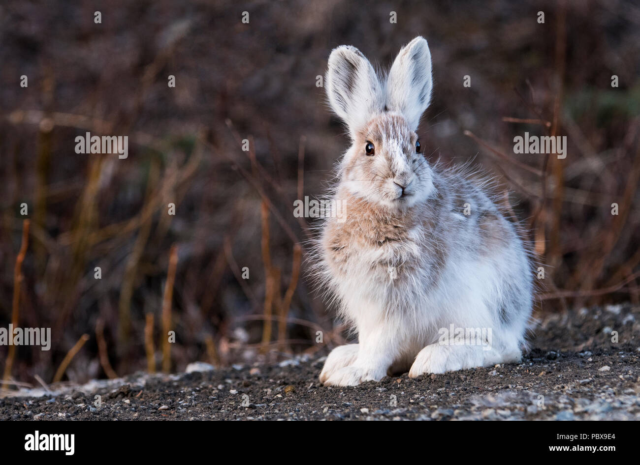Snowshoe (Varying) Hare; Spring; Denali National Park; Alaska Stock ...