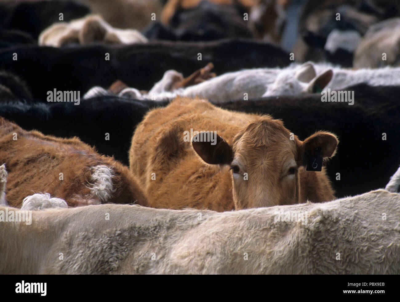 Cattle during round-up, Oregon Outback Scenic Byway, Oregon Stock Photo ...